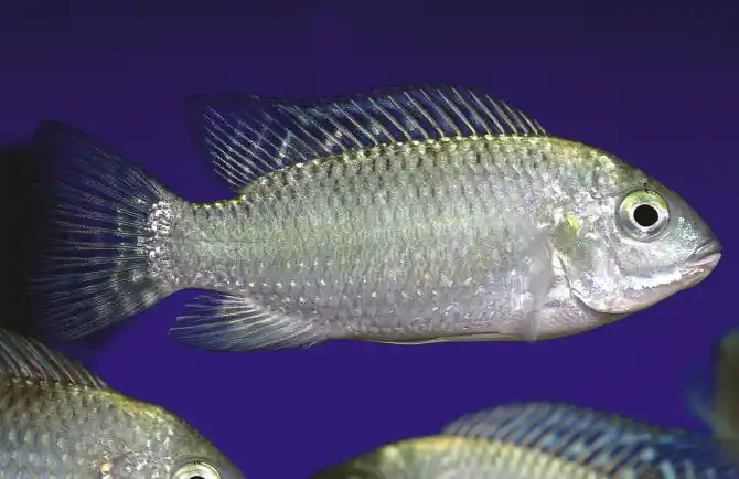 Can moonlight increase my chances of breeding fish? - Practical Fishkeeping