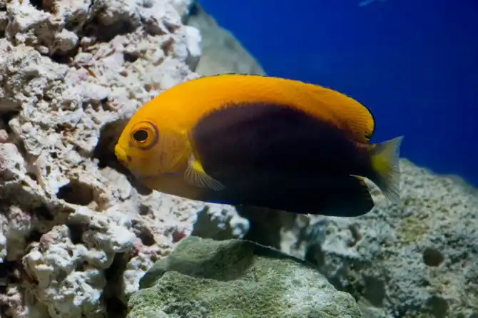 The African pygmy angelfish and three alternatives - Practical Fishkeeping