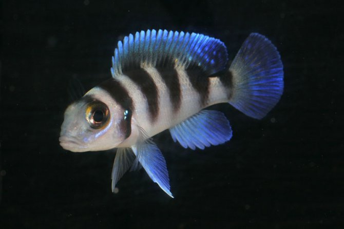 Frequently asked questions on ammonia - Practical Fishkeeping