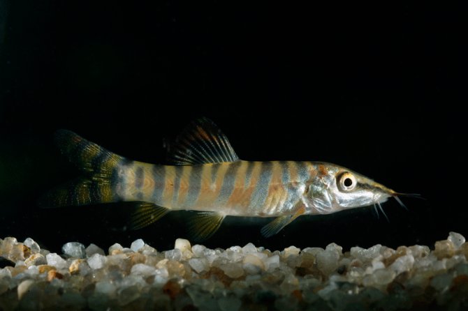 Laotian yellow tiger loach, Syncrossus sp. - Practical Fishkeeping