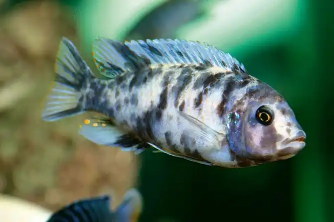 What is an OB morph? - Practical Fishkeeping