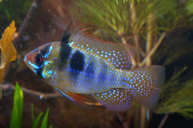 How to breed the Ram, Mikrogeophagus ramirezi - Practical Fishkeeping