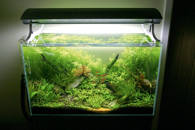 Algae prevention in your planted tank - Practical Fishkeeping