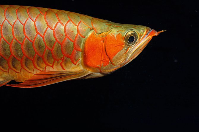 The trade in dragonfish - Practical Fishkeeping