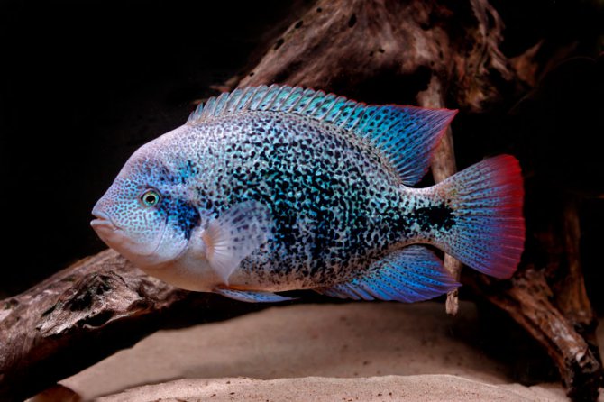 Frequently asked questions on fish identification - Part one ...