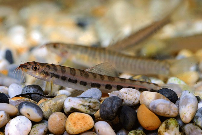How do swimbladders work and do all fish have them? - Practical Fishkeeping