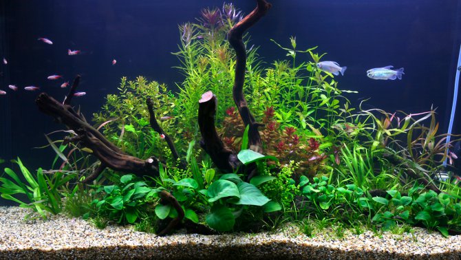 Problem solver: Poor plant growth - Practical Fishkeeping