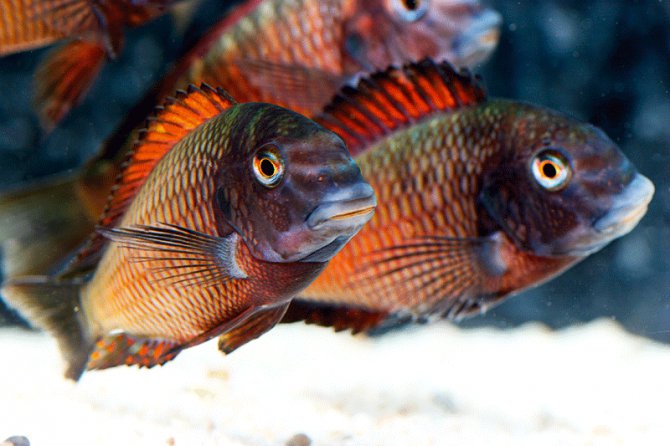 Quick guide to Tanganyikan cichlids - Practical Fishkeeping