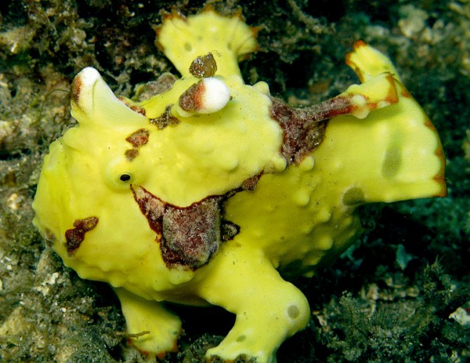 Definitive guide to frogfishes - Practical Fishkeeping