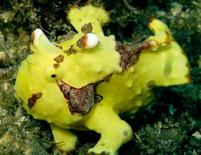 Definitive guide to frogfishes - Practical Fishkeeping