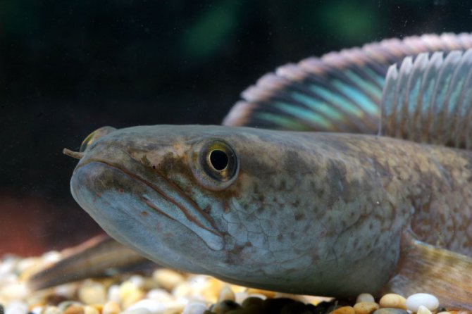 Quick guide to snakeheads - Practical Fishkeeping