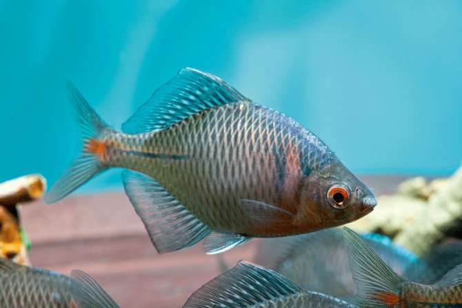 Rosy bitterling, Rhodeus ocellatus ocellatus - Practical Fishkeeping