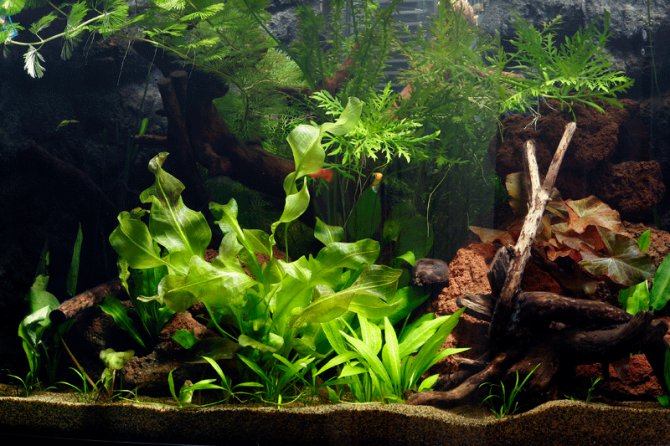 How to set up a planted tropical community aquarium Practical Fishkeeping