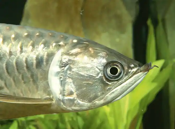 Where in the world: The Fly river - Practical Fishkeeping