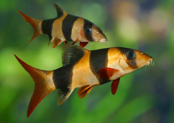 The A-Z of Fish Health, Part 1: A-E - Practical Fishkeeping