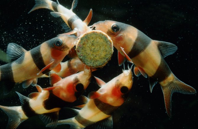 Time to get serious about Clowns - Practical Fishkeeping