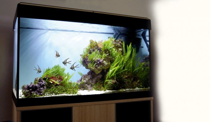 How to set up a planted marine aquarium - Practical Fishkeeping
