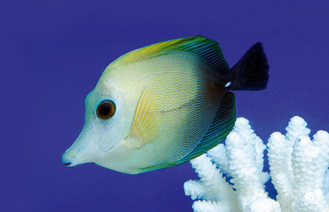 The Scopas tang: Mistaken identity? - Practical Fishkeeping