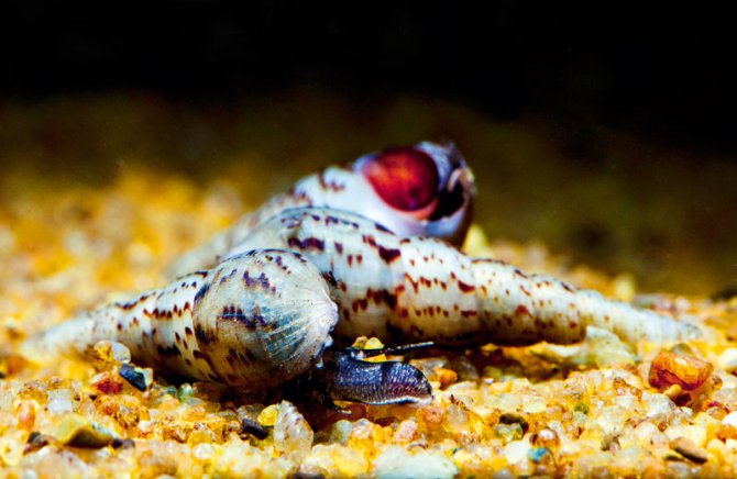 Should I worry about the snails in my substrate? - Practical Fishkeeping