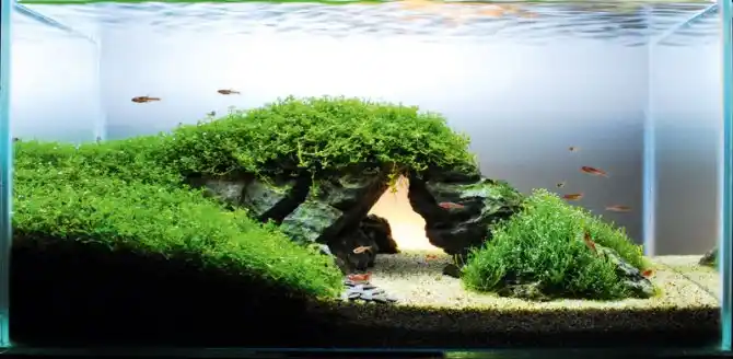How to re-create a famous landmark in your aquarium! - Practical ...