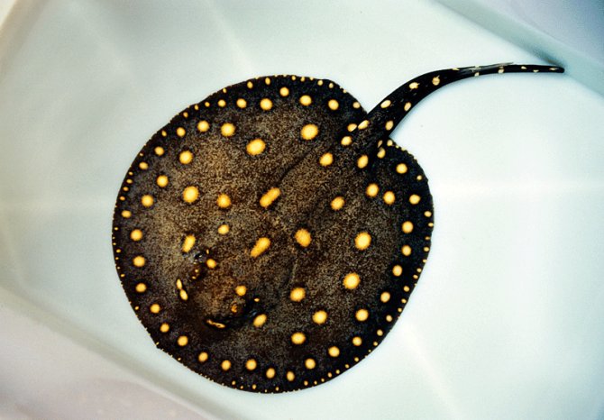 Definitive guide to South American freshwater rays - Practical Fishkeeping