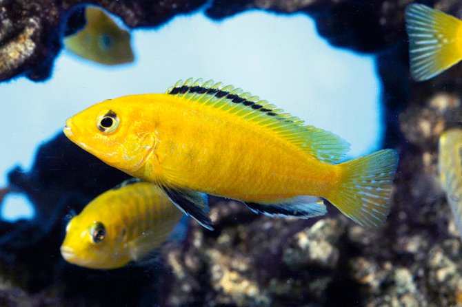 Malawi's finest: The Yellow lab, Labidochromis caeruleus - Practical ...