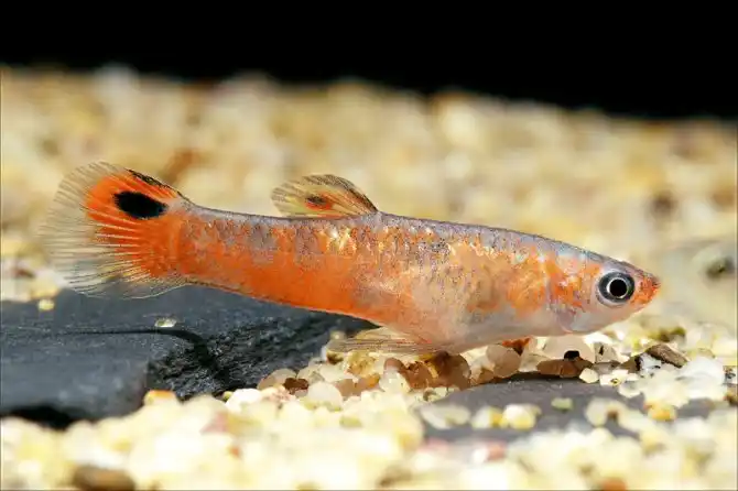 Where in the world: The Orinoco river - Practical Fishkeeping