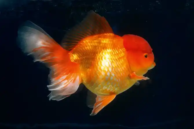 Which fancy goldfish can I keep all year round in ponds? - Practical ...