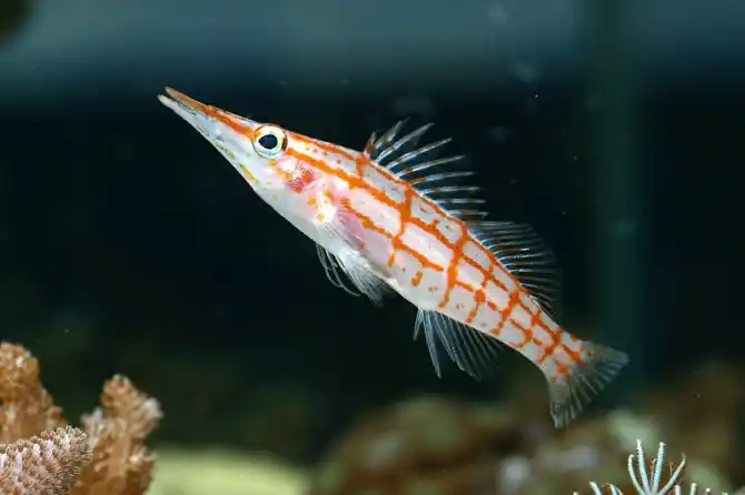 How do I breed Longnosed hawkfish? - Practical Fishkeeping