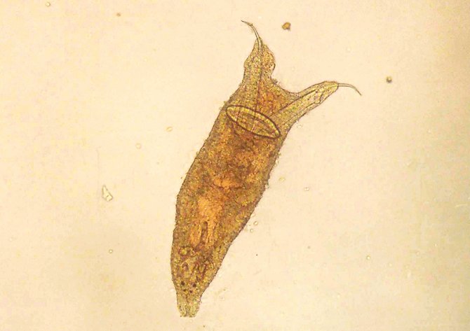 Salt: Friend of the parasite? - Practical Fishkeeping