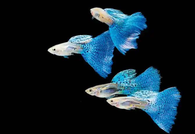 The 75 most colourful fish - Practical Fishkeeping