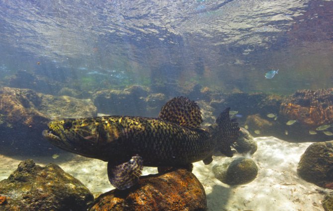 Freshwater Wolf Fish Aimara Wolf Fish 6" 7" (hoplias Aimara) Product