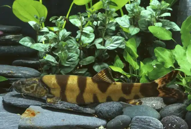 The 'holy grail' of loaches? - Practical Fishkeeping