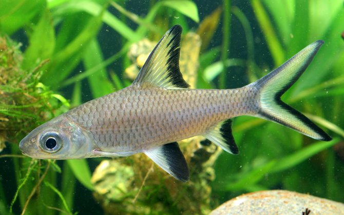 Freshwater shark for sale store