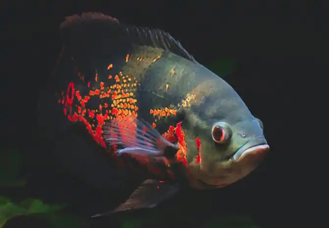 Definitive guide to Oscars - Practical Fishkeeping