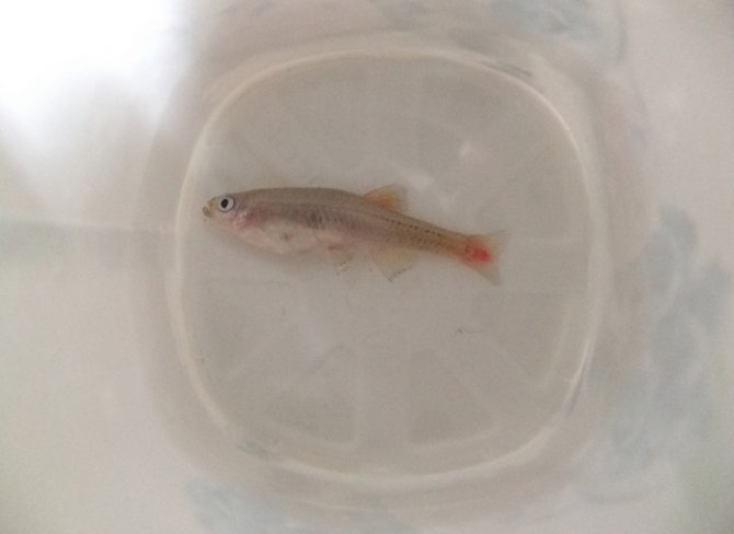 What to do if you find a dead fish in your tank - Practical Fishkeeping