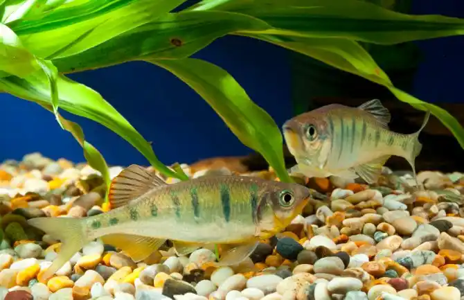 Mackerel barb, Opsarius pulchellus - Practical Fishkeeping