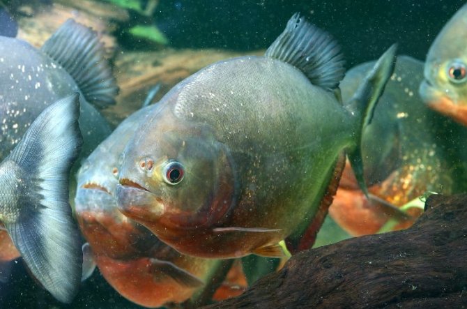 What you need to know about predator fish and thiaminase - Practical ...