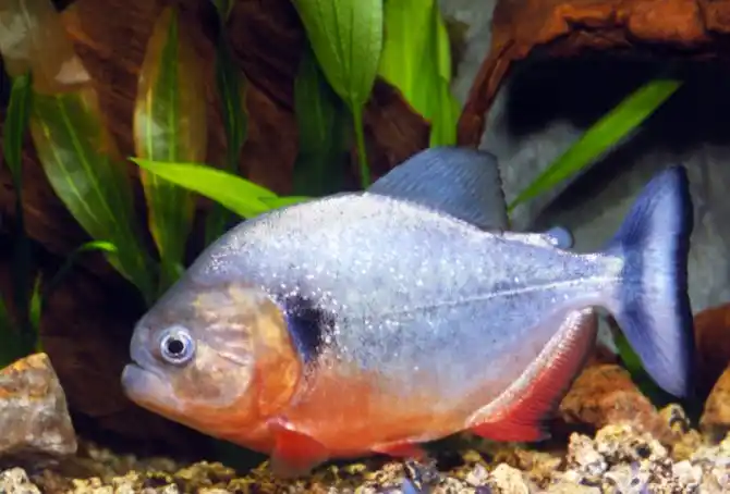 Definitive guide to Piranhas: Part two - Practical Fishkeeping