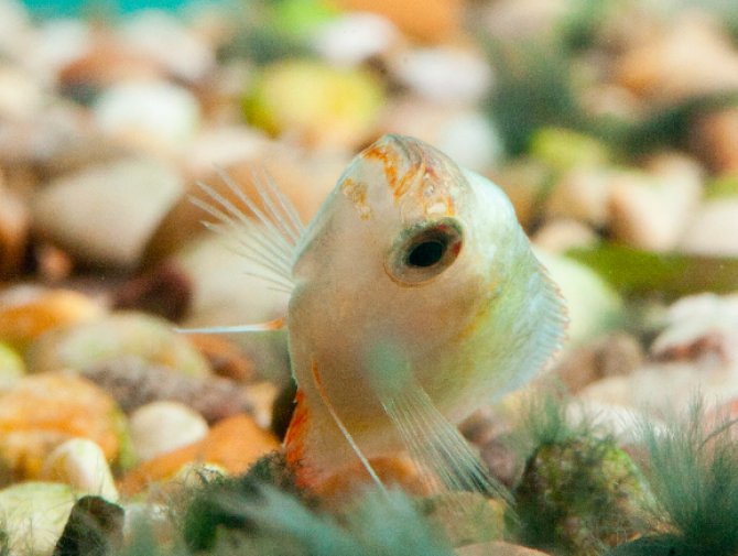 What you need to know about returning a fish - Practical Fishkeeping