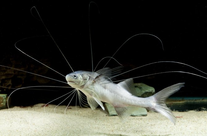 Predators: Threadfin catfish - Practical Fishkeeping