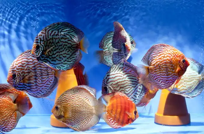 Discus: The whole truth and nothing but... - Practical Fishkeeping