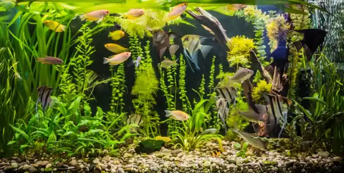 Do hormones restrict the growth of fish? - Practical Fishkeeping