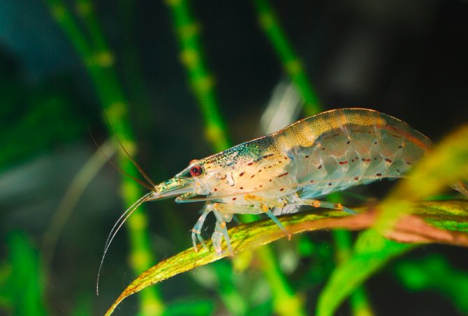Amano shrimp: Spineless heroes - Practical Fishkeeping