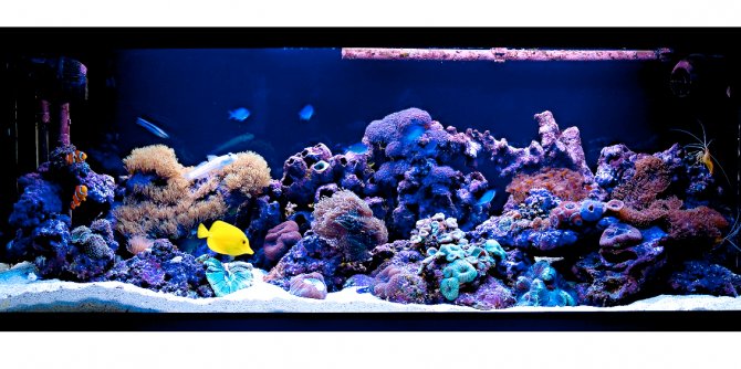 Your tanks: Lee Colbert - Practical Fishkeeping