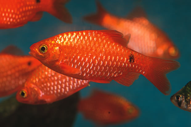 Which fish are best for a 90cm tank? - Practical Fishkeeping