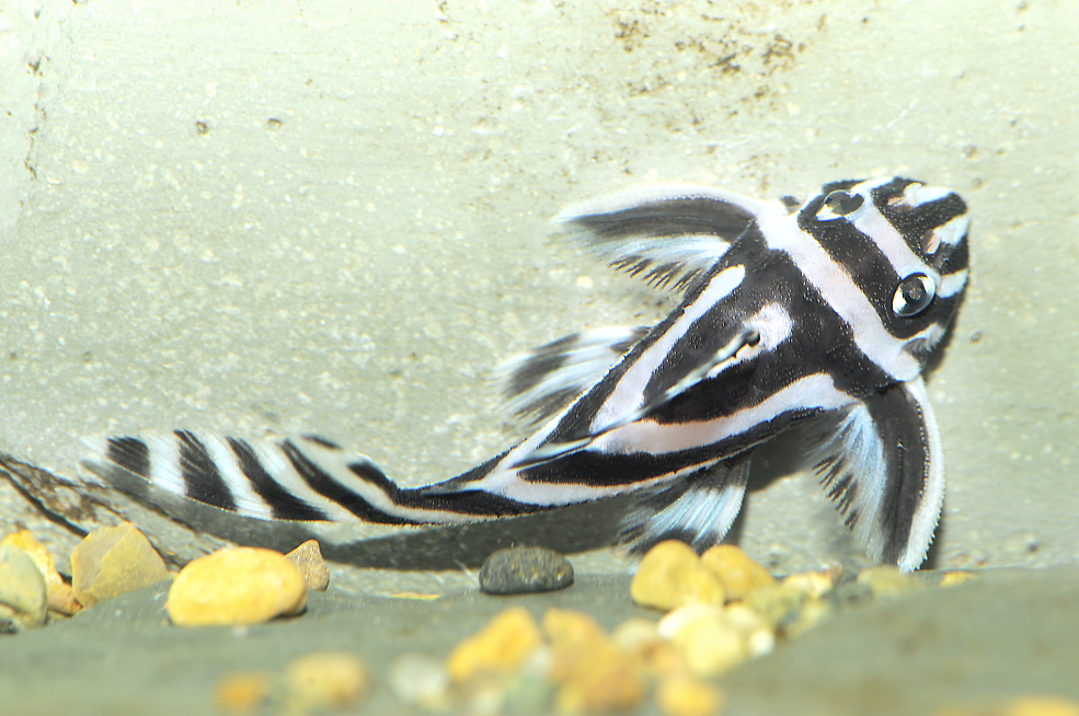 9 of the most desirable plecs for the aquarium - Practical Fishkeeping