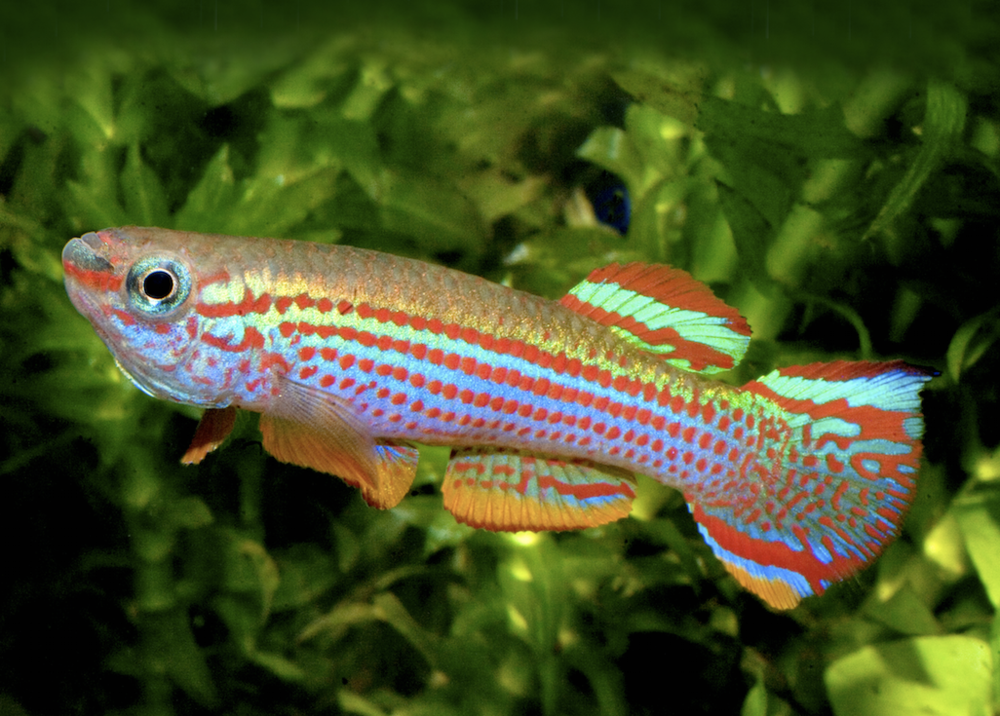 Get started with killifish - Practical Fishkeeping