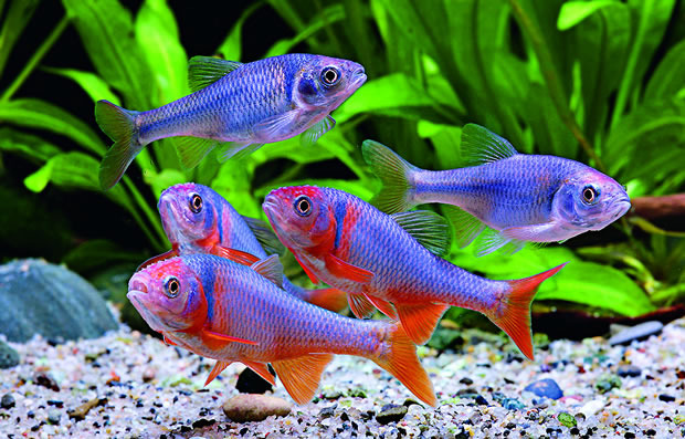 Red shiner, Cyprinella lutrensis - Practical Fishkeeping
