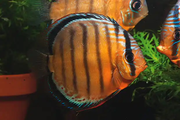 What temperature is the water where Discus live? - Practical Fishkeeping